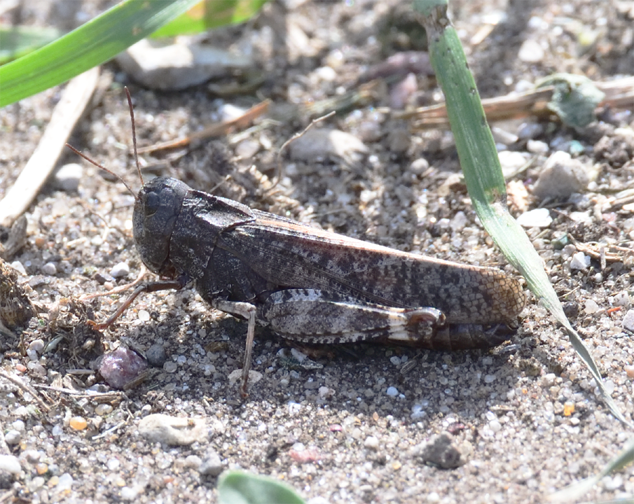 Red-winged Grasshopper from Manistee County, MI, USA on September 5 ...
