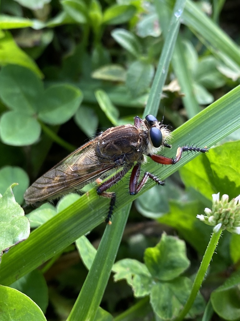 Maroon-legged Lion Fly from CR-110, Kenton, OH, US on September 10 ...
