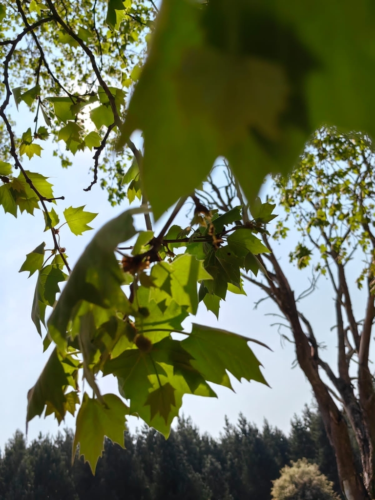 planes from Ubuhlebezwe Local Municipality, South Africa on September ...