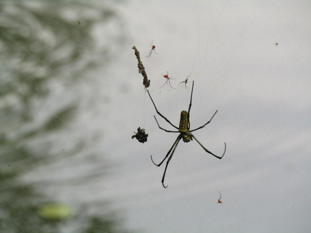 Batik Golden Web Spider from Lim Chu Kang, Singapore on September 9 ...