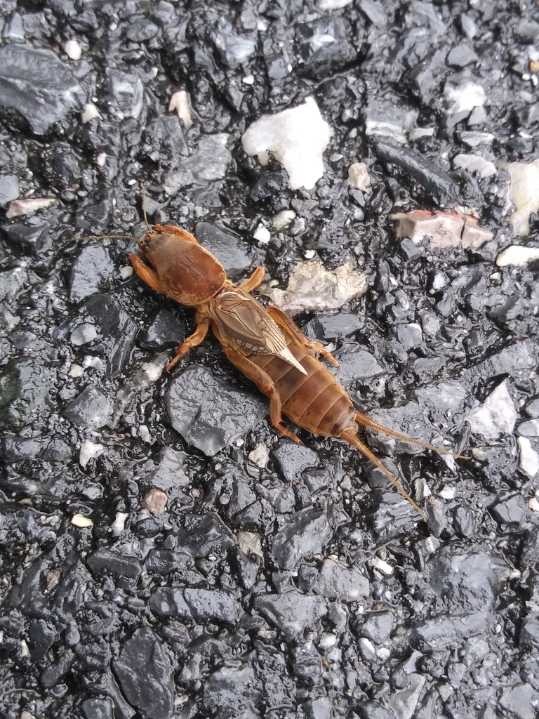 Northern Mole Cricket from Greenbelt, MD 20770, USA on September 10 ...