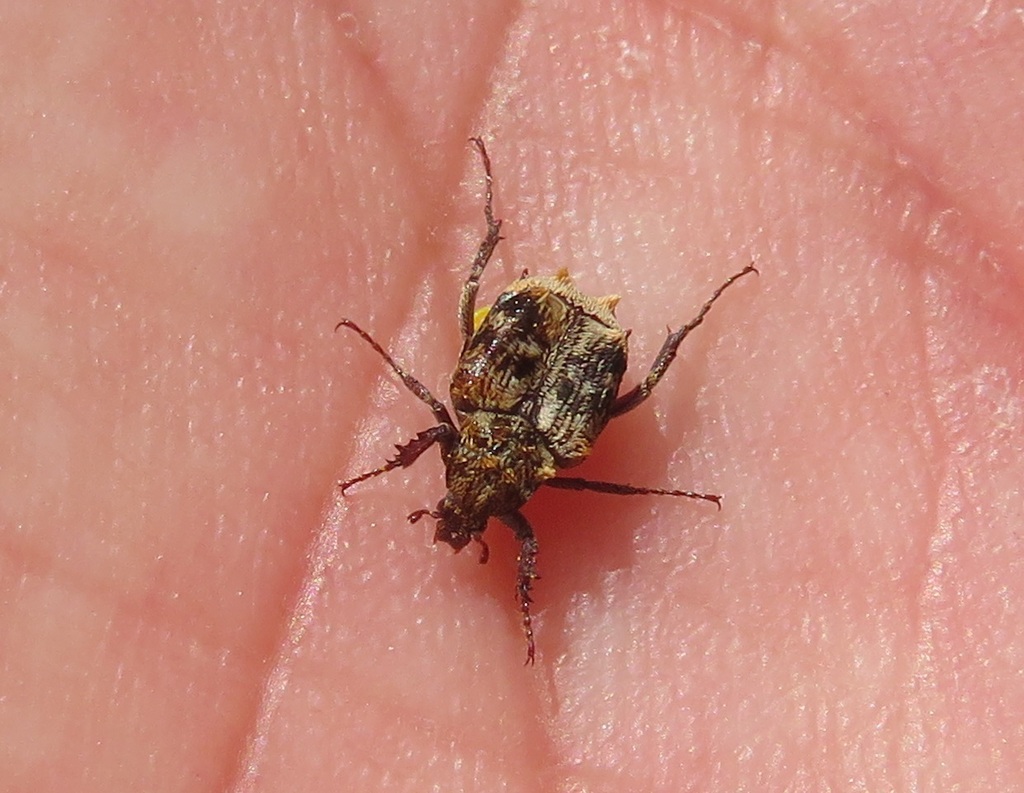 Dasyvalgus formosanus from 台灣彰化縣 on September 10, 2023 at 10:43 AM by ...