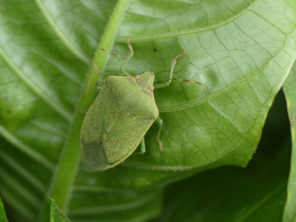 Southern Green Stink Bug from Link Road Blantyre, Malawi on September ...