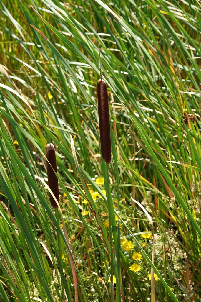 broadleaf cattail from Benicia, CA, USA on September 9, 2023 at 11:03 ...