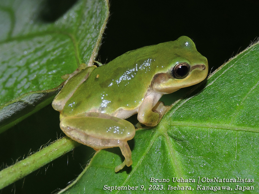 Japanese Tree Frog from Rio Suzu, Isehara on September 9, 2023 at 09:00 ...