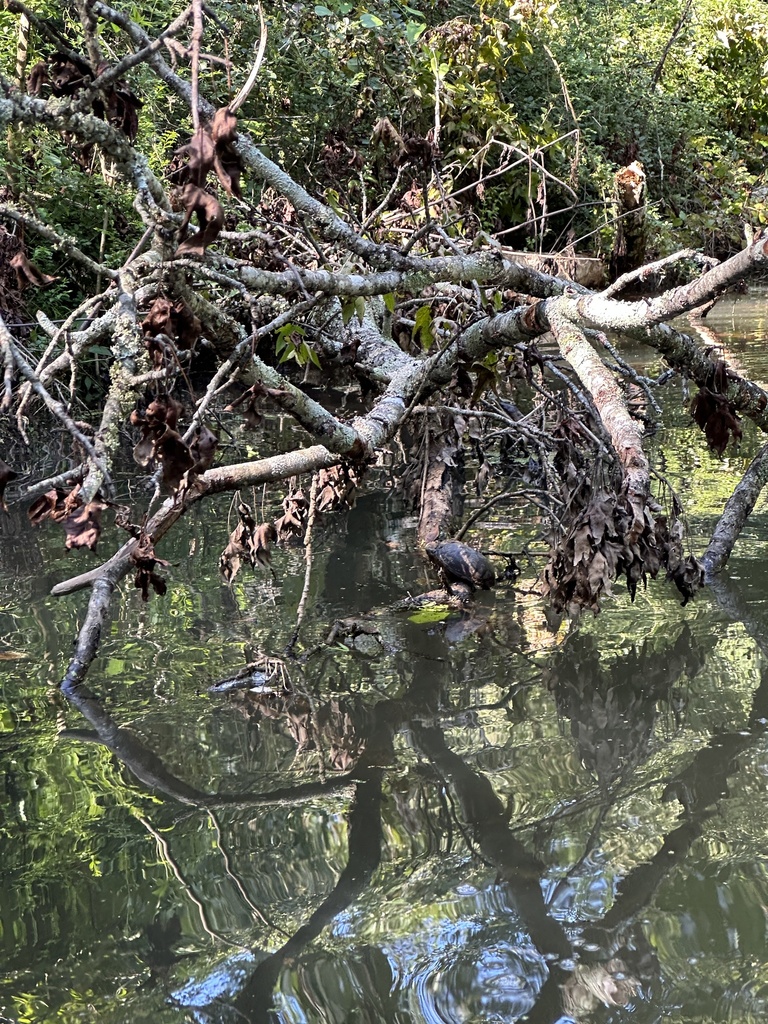 Musk Turtles from Madison, AL, US on September 2, 2023 at 03:33 PM by ...