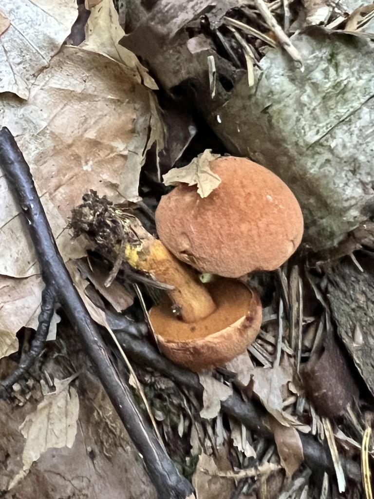 Peppery Bolete from Čistá, Čistá, 20, CZ on September 10, 2023 at 10:13 ...