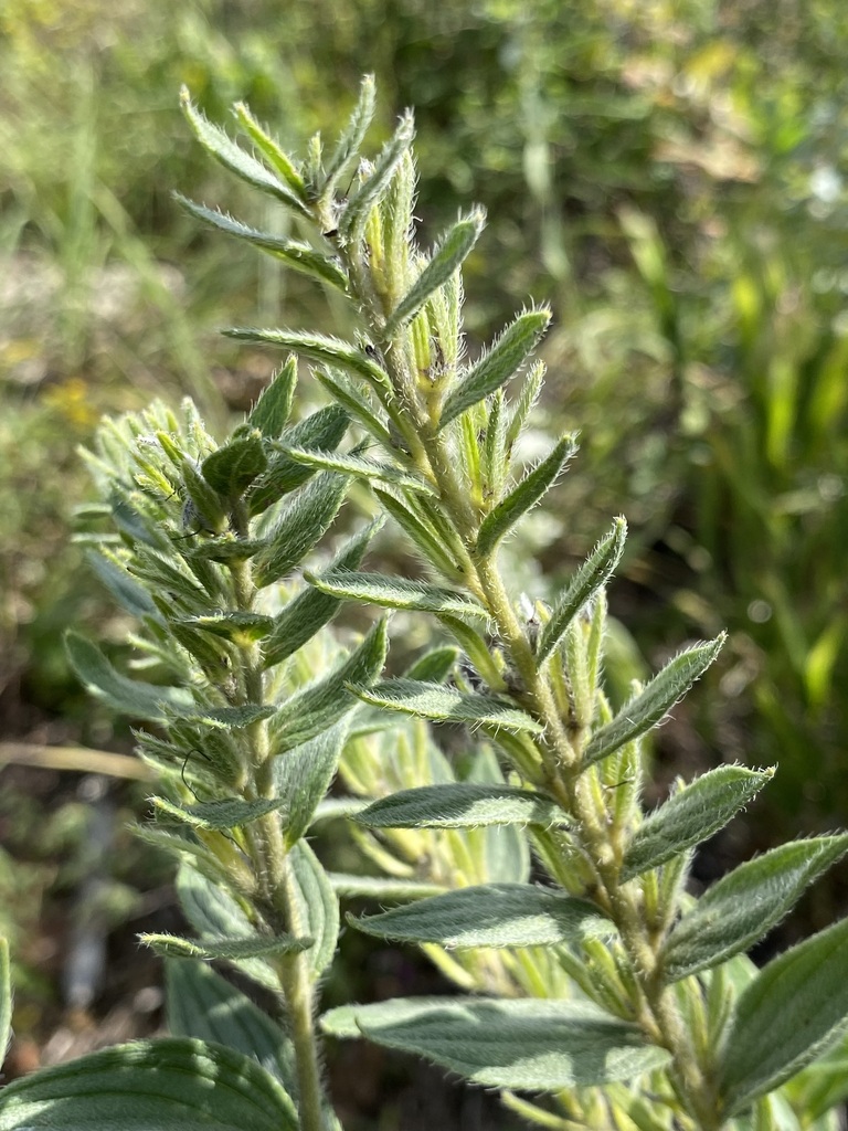 false gromwell in September 2023 by jim. I like these. · iNaturalist
