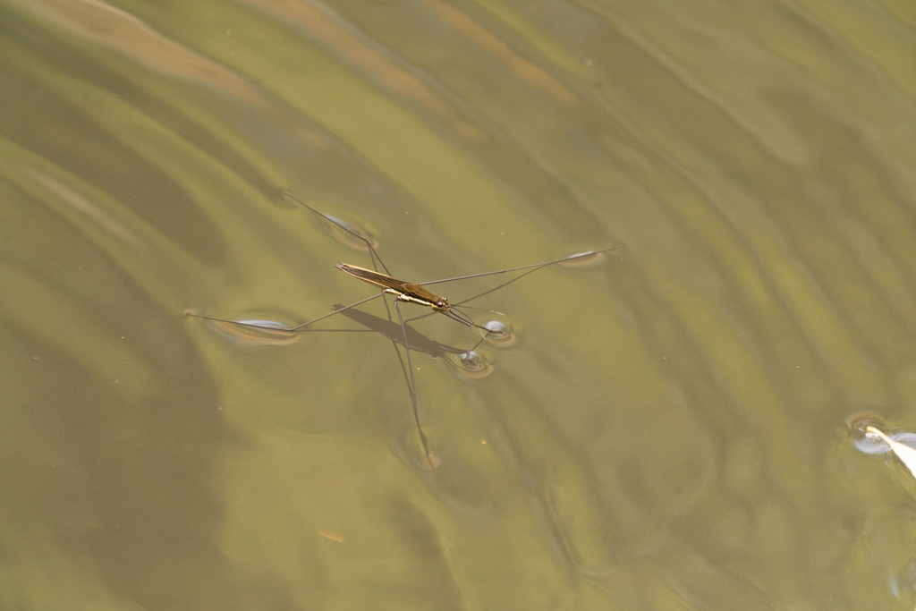 Giant Water Strider from 日本、東京都多摩市連光寺桜ヶ丘公園 on September 10, 2023 at 11: ...