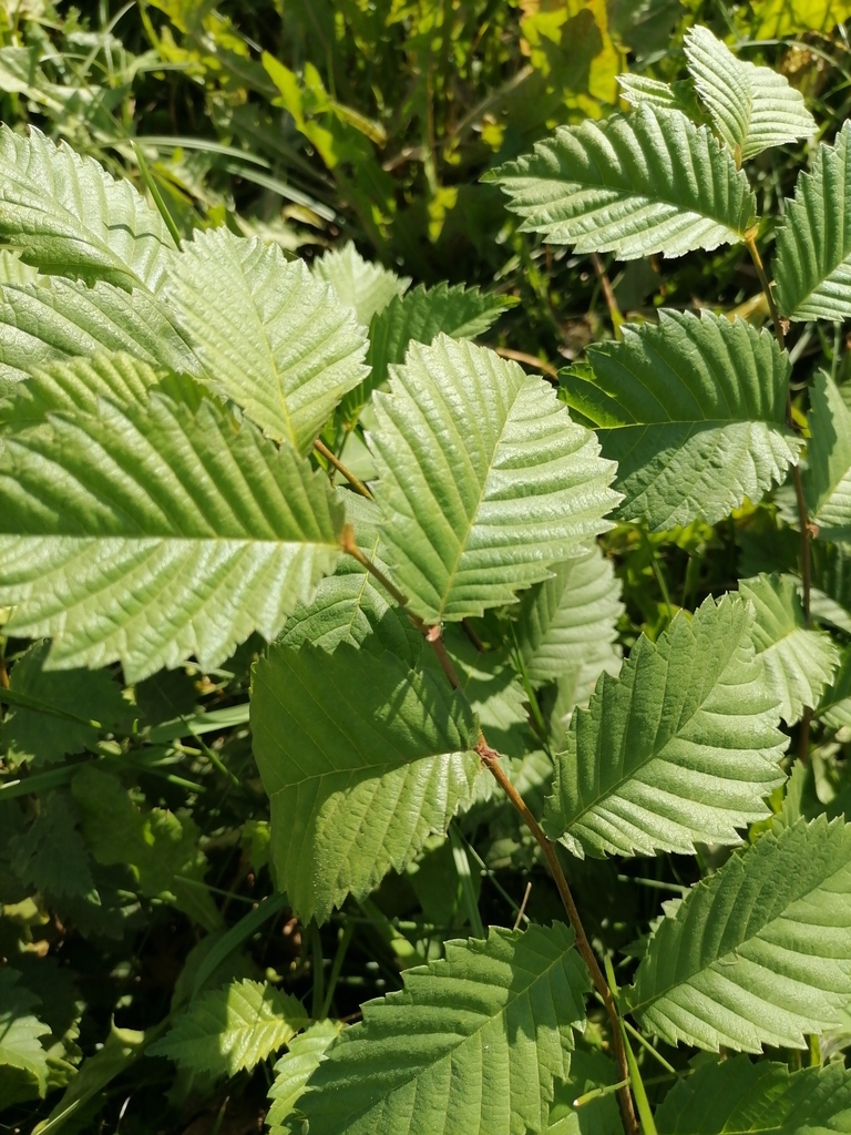 Field Elm from Minsk, BY-MI, BY on September 10, 2023 at 03:33 PM by ...