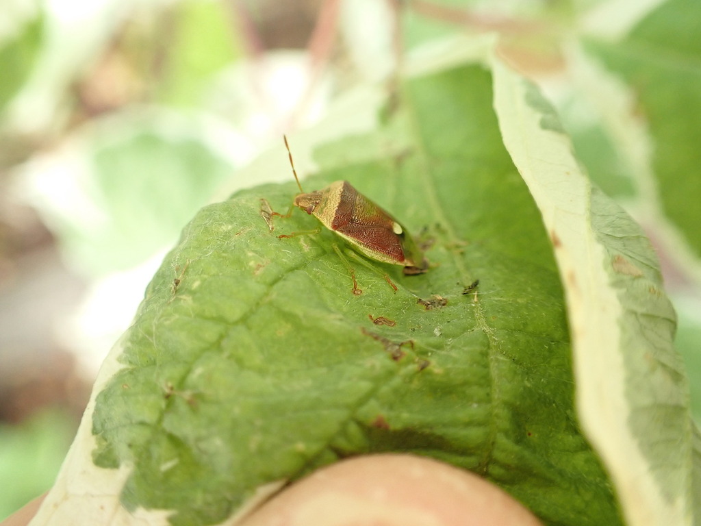 Green Burgundy Stink Bug from Douglasdale, Calgary, AB T2Z, Canada on ...