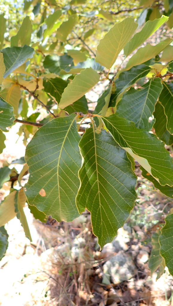 Quercus resinosa in September 2023 by Andy Kleinhesselink · iNaturalist