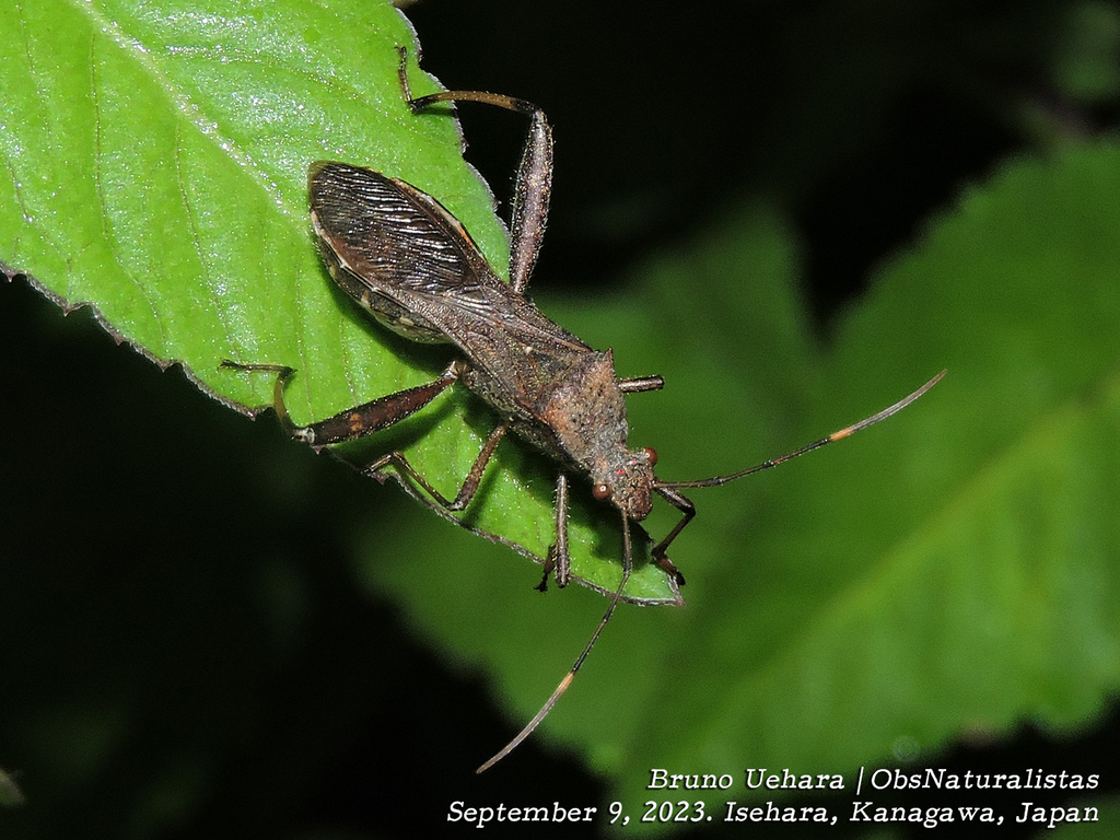 Riptortus pedestris from Godo, Isehara, Kanagawa 259-1138, Japão on ...