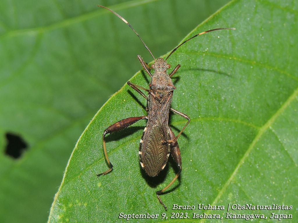 Riptortus pedestris from Kushihashi, Isehara, Kanagawa 259-1136, Japão ...