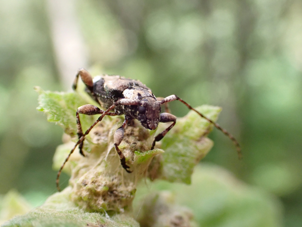 Acanthocinini in September 2023 by Andy Kleinhesselink · iNaturalist