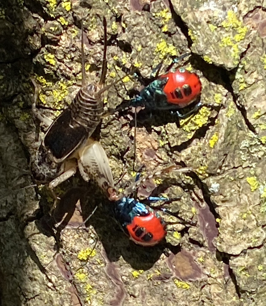 Florida Predatory Stink Bug from CR-789, Cullman, AL, US on September 8 ...