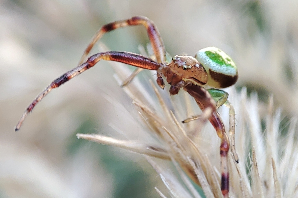 Triangle Crab Spider from Zielona Góra, PL-LB, PL on September 10, 2023 ...