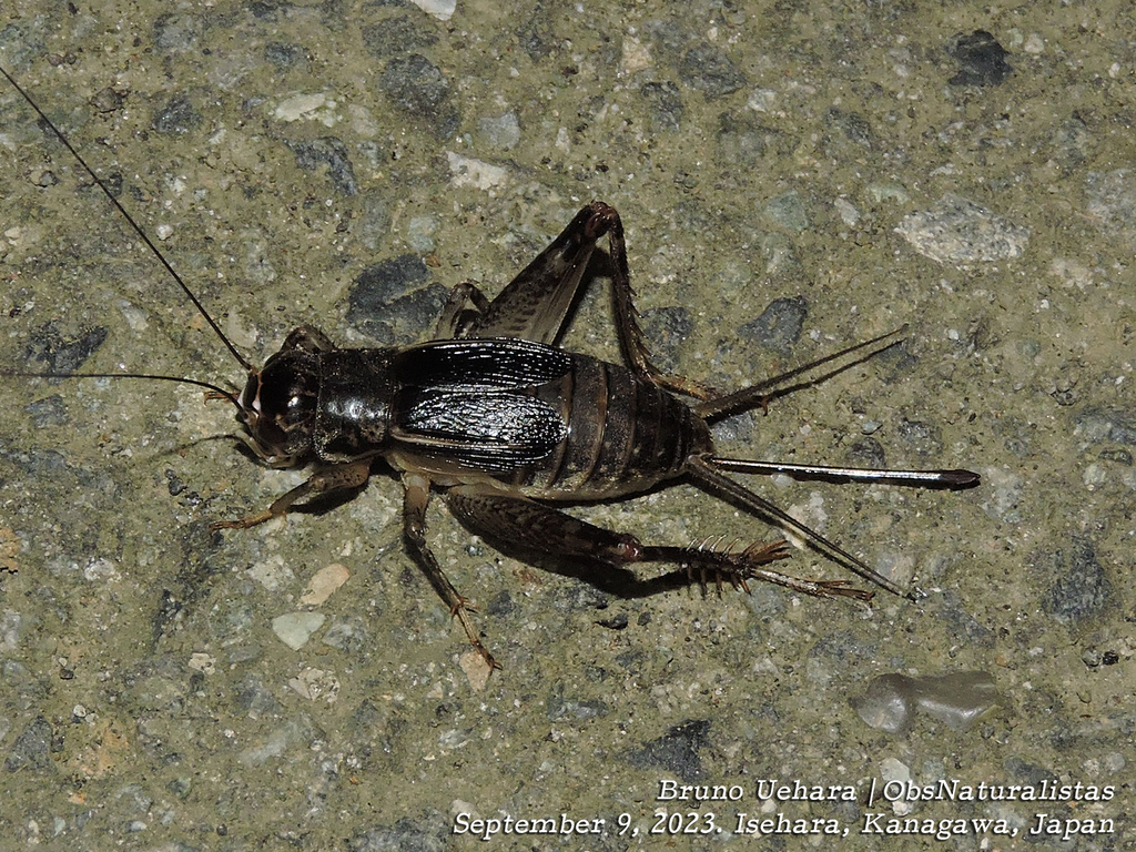 Japanese Burrowing Cricket from Godo, Isehara, Kanagawa 259-1138, Japão ...