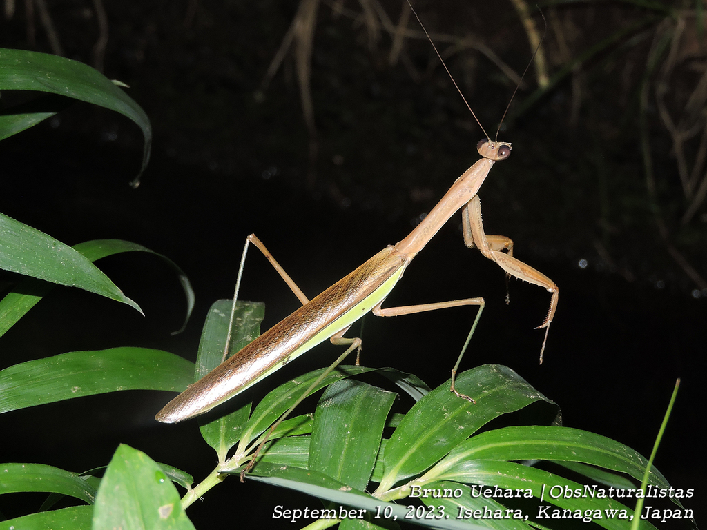 Chinese Mantis from Shimokasuya, Isehara, Kanagawa 259-1143, Japão on ...