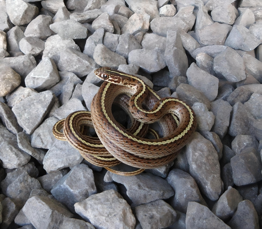 Slender Racer in September 2023 by Yucheol Shin · iNaturalist