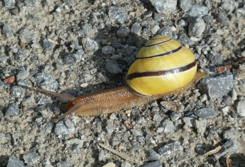 Brown-lipped Snail from Hayburn, Greater Napanee, ON, Canada on ...