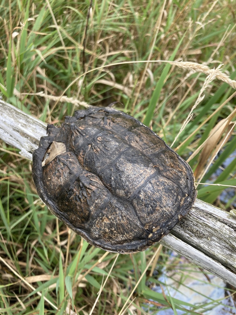 Common Snapping Turtle from South Bruce Peninsula, ON, CA on September ...