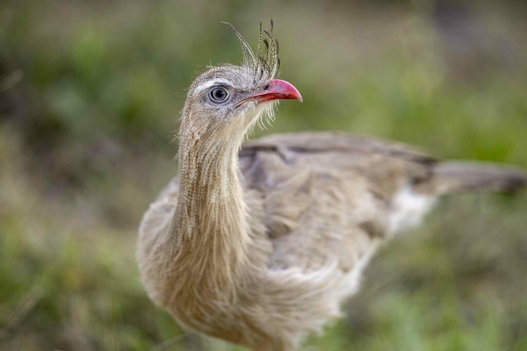 Red-legged Seriema from Aquidauana - State of Mato Grosso do Sul ...