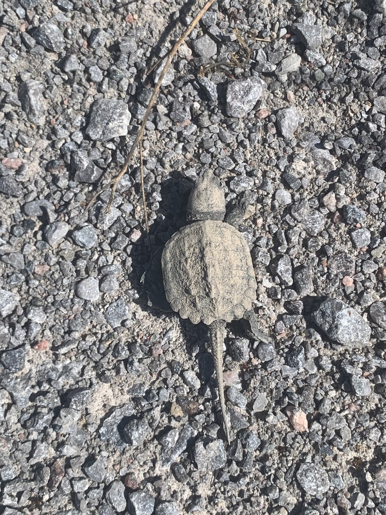 Common Snapping Turtle from Selwyn, ON, CA on September 10, 2023 at 11: ...