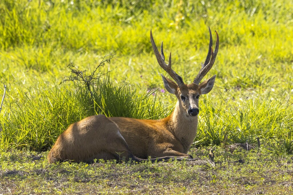 Marsh Deer in August 2023 by Irene Domhoff. male · iNaturalist