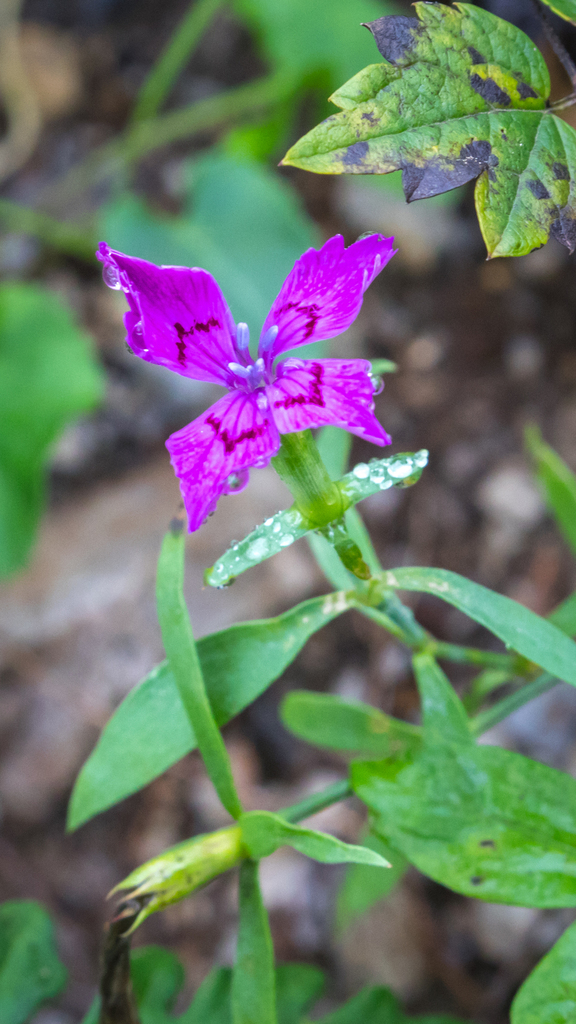 Chinese-pink from 中国北京市昌平区 on September 10, 2023 at 10:05 AM by ...