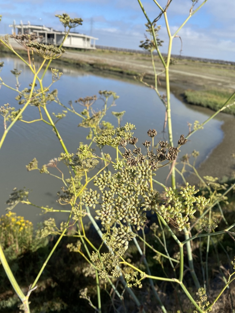 fennel from Baylands Nature Preserve, Palo Alto, CA, US on September 10 ...