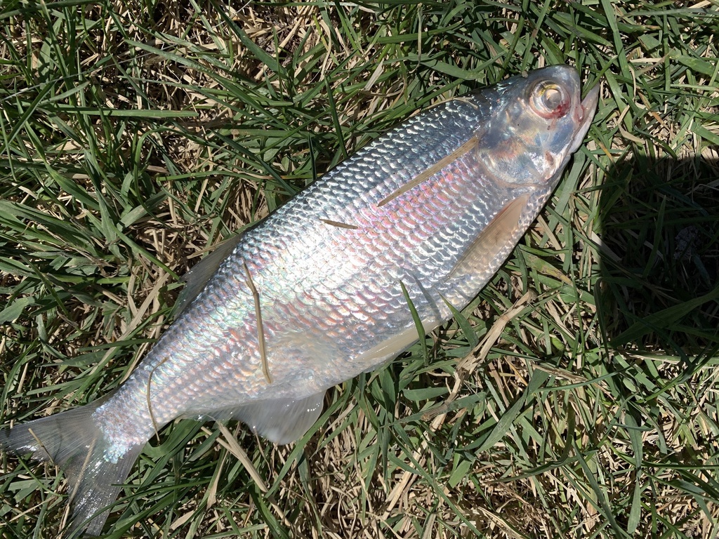 Mooneye from Blanche River, Hilliard, ON, CA on May 23, 2020 at 01:44 ...