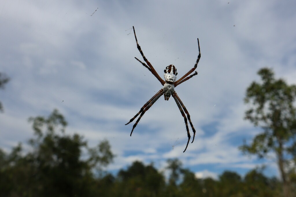 Florida Garden Spider from Polk County, FL, USA on September 9, 2023 at ...