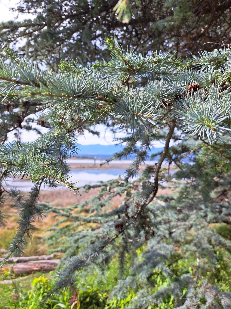 Atlas cedar from Comox on September 10, 2023 at 10:26 AM by Kedar ...