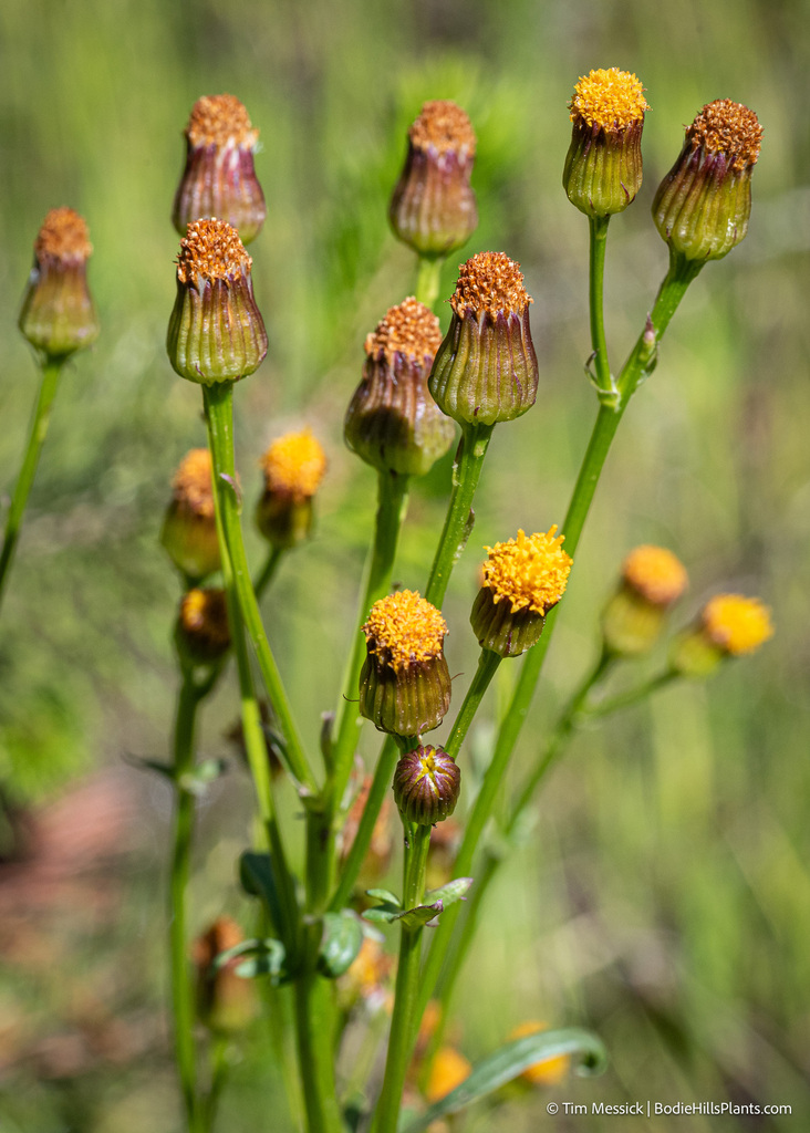 alpine groundsel from Mono County, CA, USA on September 6, 2023 at 02: ...