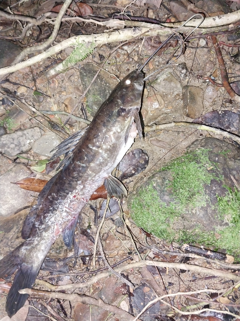 Silver Catfish from Sangre Grande Regional Corporation, Trinidad and ...