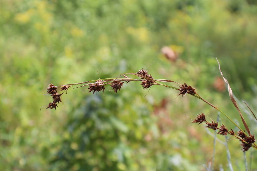 brownish beaked-rush from Smith County, MS, USA on September 4, 2023 at ...