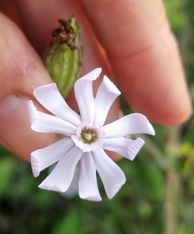 Tall Catchfly from West Coast, ZA-WC, ZA on September 9, 2023 at 10:49 ...