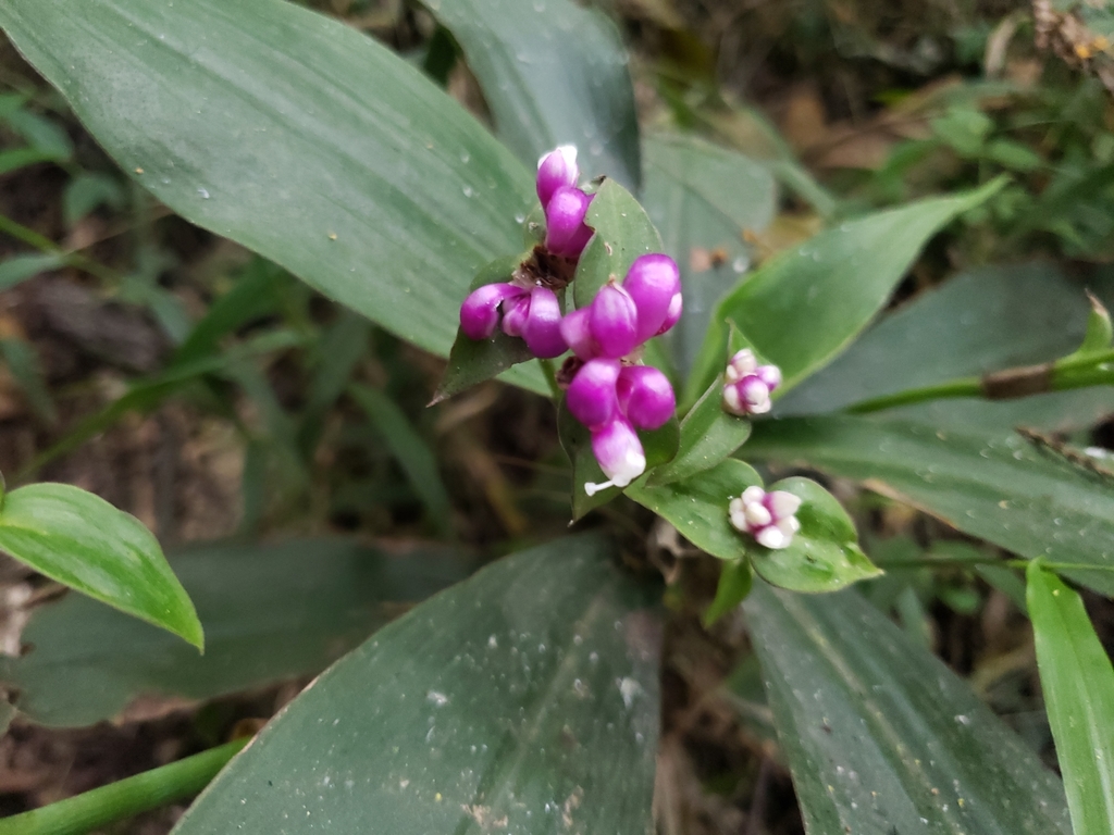 Cohitre Blanco from Alvaro Obregon, 94732 Orizaba, Ver., México on ...