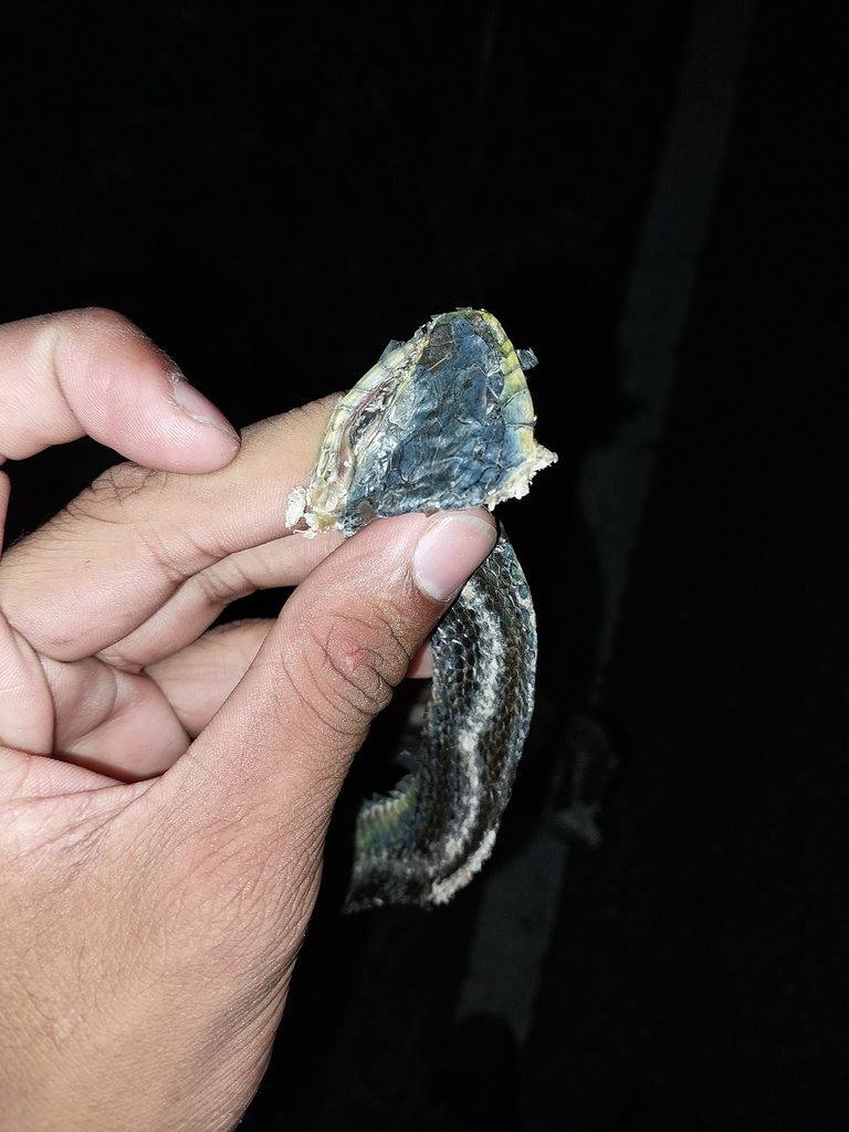 Boddaert's Tropical Racer from CVH5+J4M, Plum Mitan, Trinidad and ...