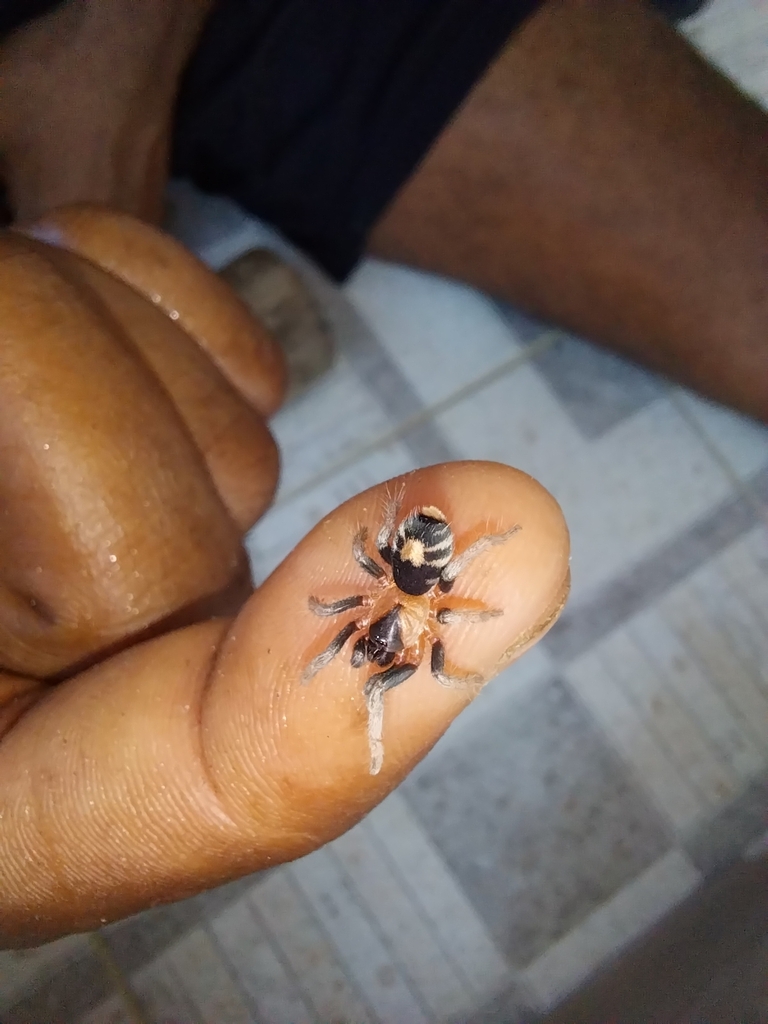 Trinidad Dwarf Tiger Tarantula from 6XVX+W65, Grand Lagoon, Trinidad ...