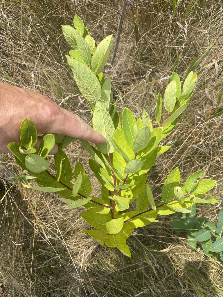 hemp dogbane in September 2023 by Mark · iNaturalist