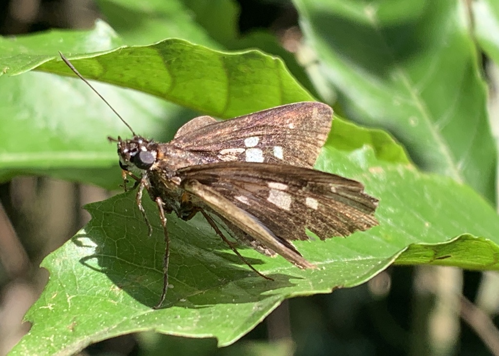 Vettius phyllus from Guaraní, Misiones, Argentina on August 22, 2023 at ...