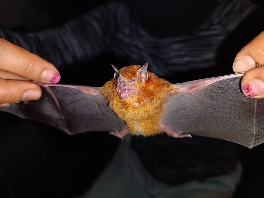 Northern Yellow-shouldered Bat from 24573 Camp., México on September 9 ...