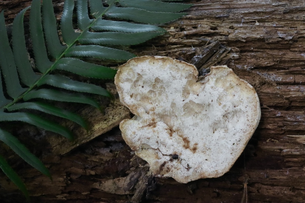 Osteina undosa from Sue-meg State Park, Trinidad, CA, US on September 7 ...