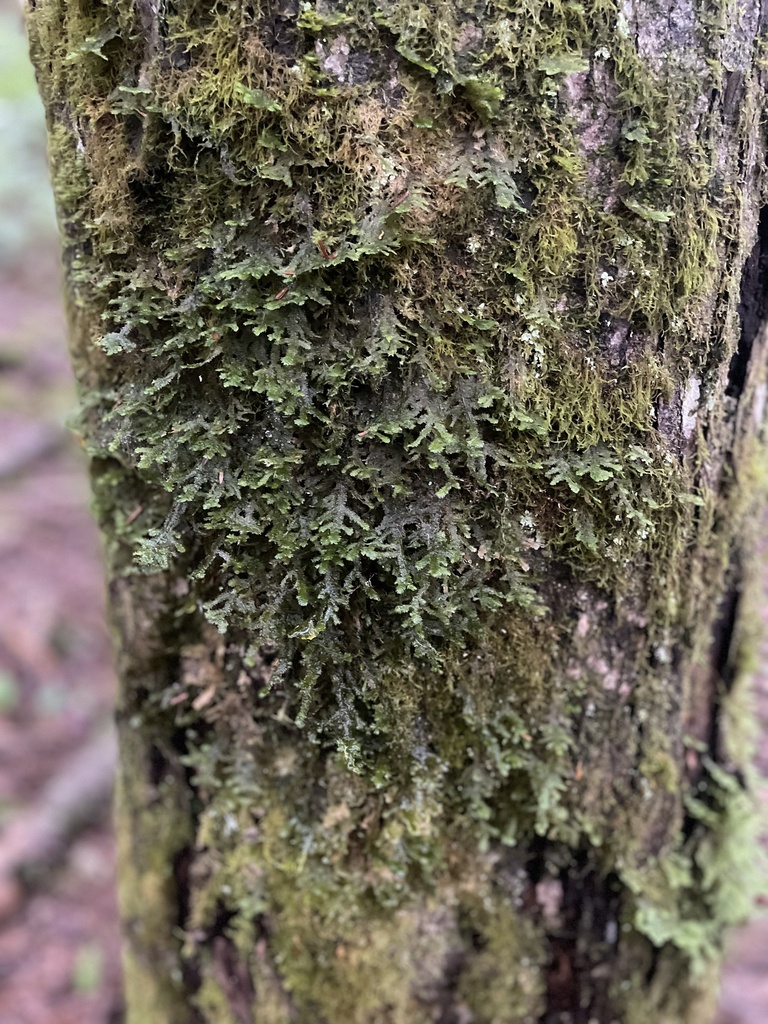 shingle moss in September 2023 by Tara Rose Littlefield · iNaturalist