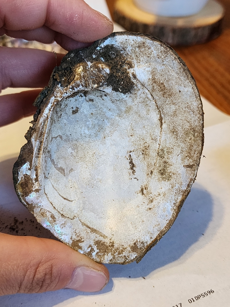 Three-ridge Mussel from Henley, MO 65040, USA on September 10, 2023 at ...