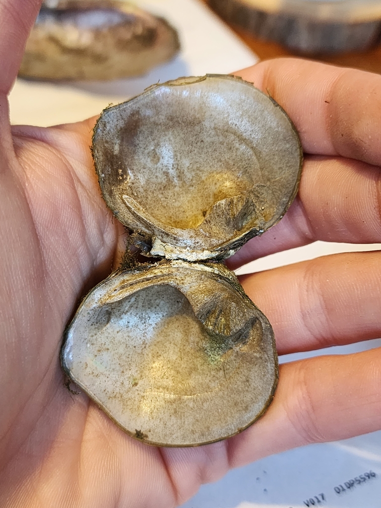 Three-horn Wartyback from Henley, MO 65040, USA on September 10, 2023 ...