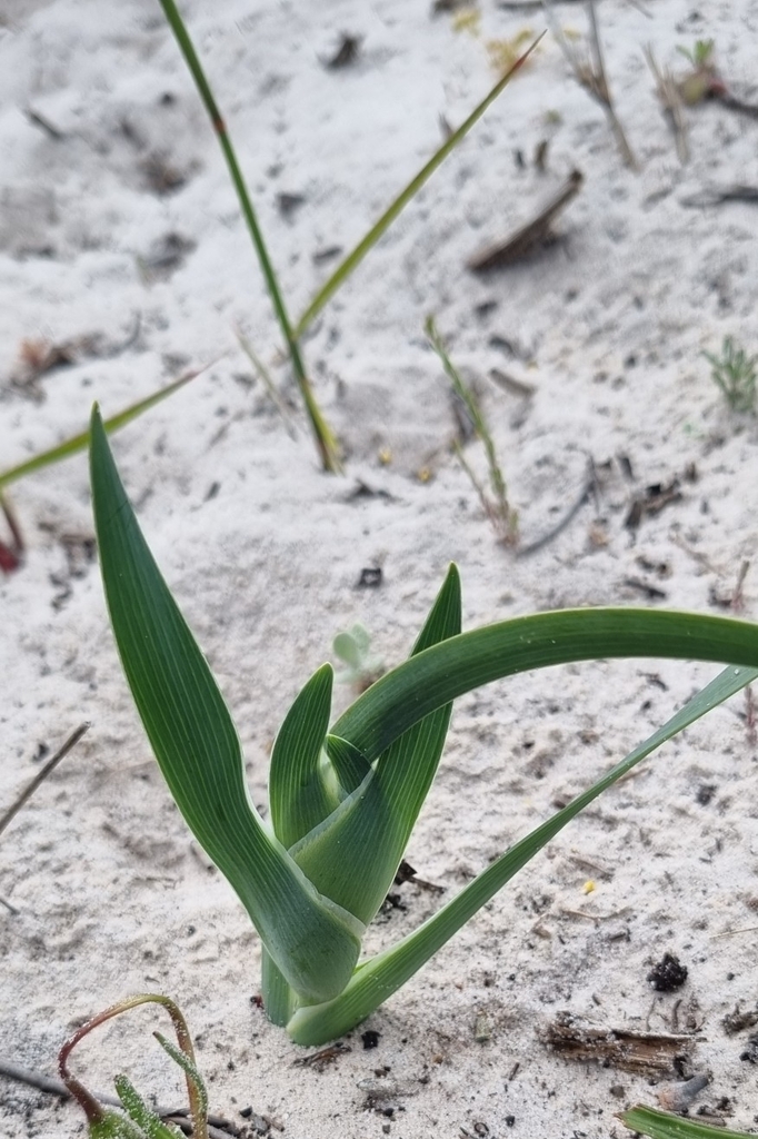 Starfish lily from Grotto Bay, South Africa on September 9, 2023 at 12: ...