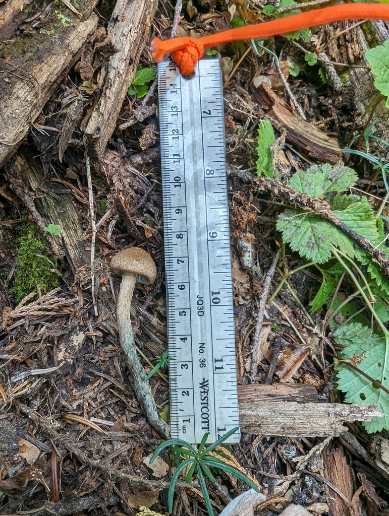 Inosperma from Darrington, WA 98241, USA on September 9, 2023 at 01:41 ...